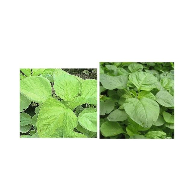 【蔬菜之家】00A13.大包裝白杏菜種子250克(白莧菜.黃綠色葉，生長速，開花晚 白杏菜 葉菜類大包裝)